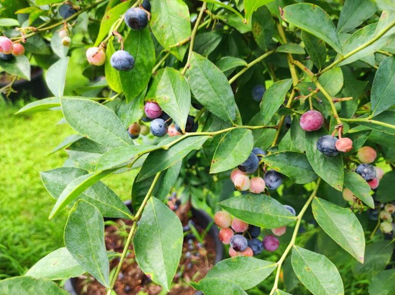 島根県邑智郡邑南町にある島根県ハッピーベリー農園でブルーベリー狩りをした体験談 - ブルーベリー狩りドットコム